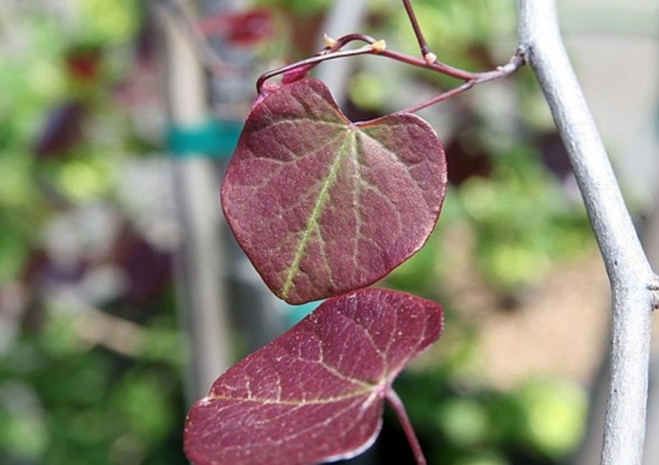 Redbud, Forest Pansy (Red Leaf) - (Cercis Canadensis-forest pansy) | O ...