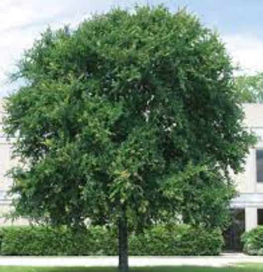 Elm, Cedar (ulmus crassifolia) | O'Neal's Tree Farm