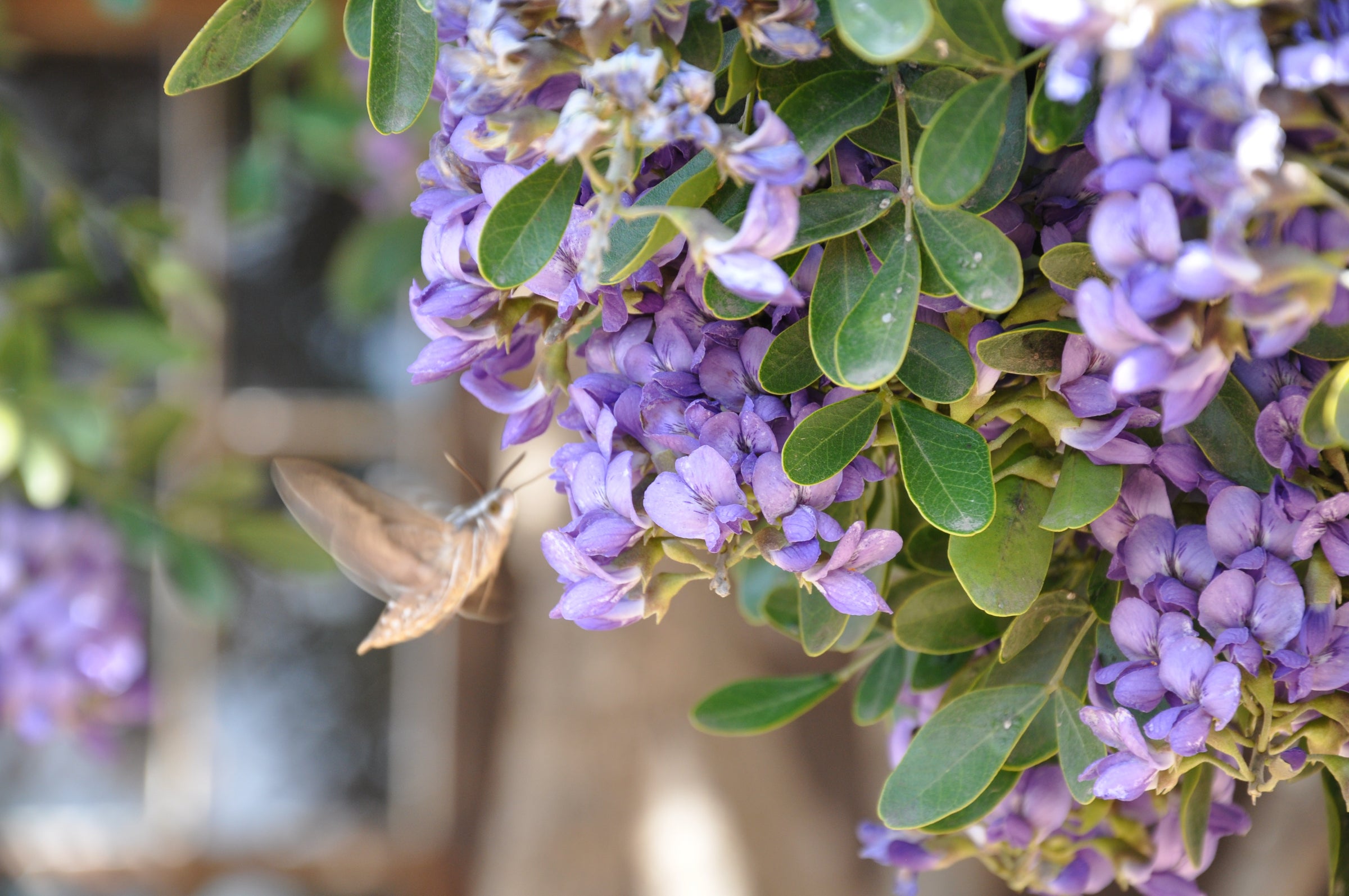 Texas Mountain Laurel (Sophora secundiflora) | O'Neal's Tree Farm