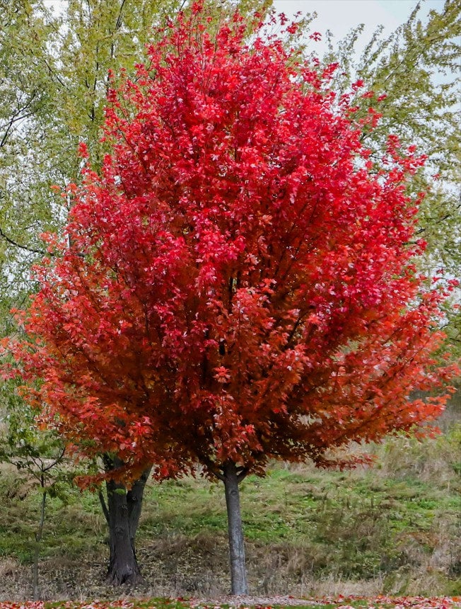 Autumn Blaze Maple 100 Gallon | O'Neal's Tree Farm