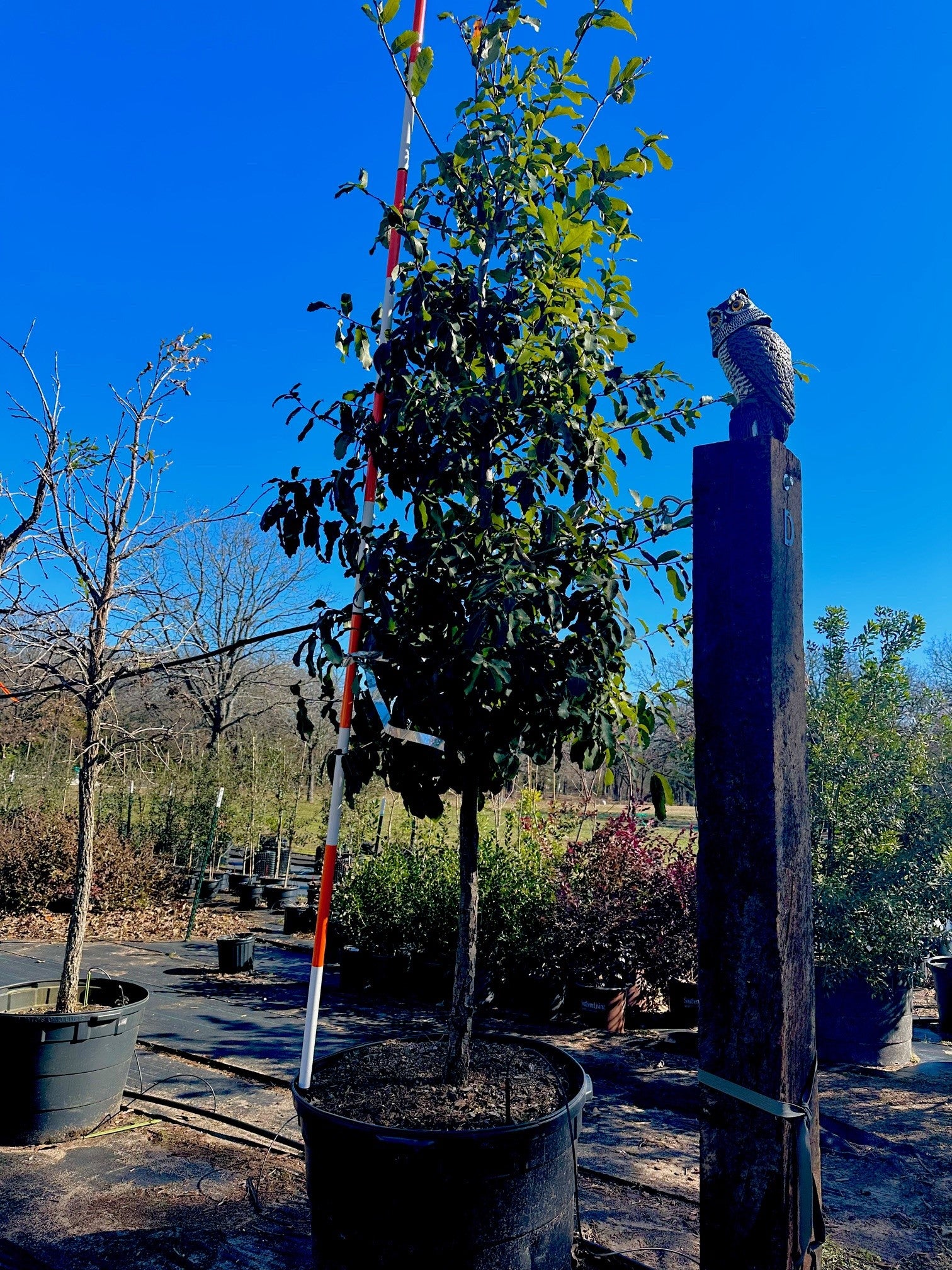 Oak, Monterrey AKA Mexican White Oak (quercus polymorpha) | O'Neal's ...
