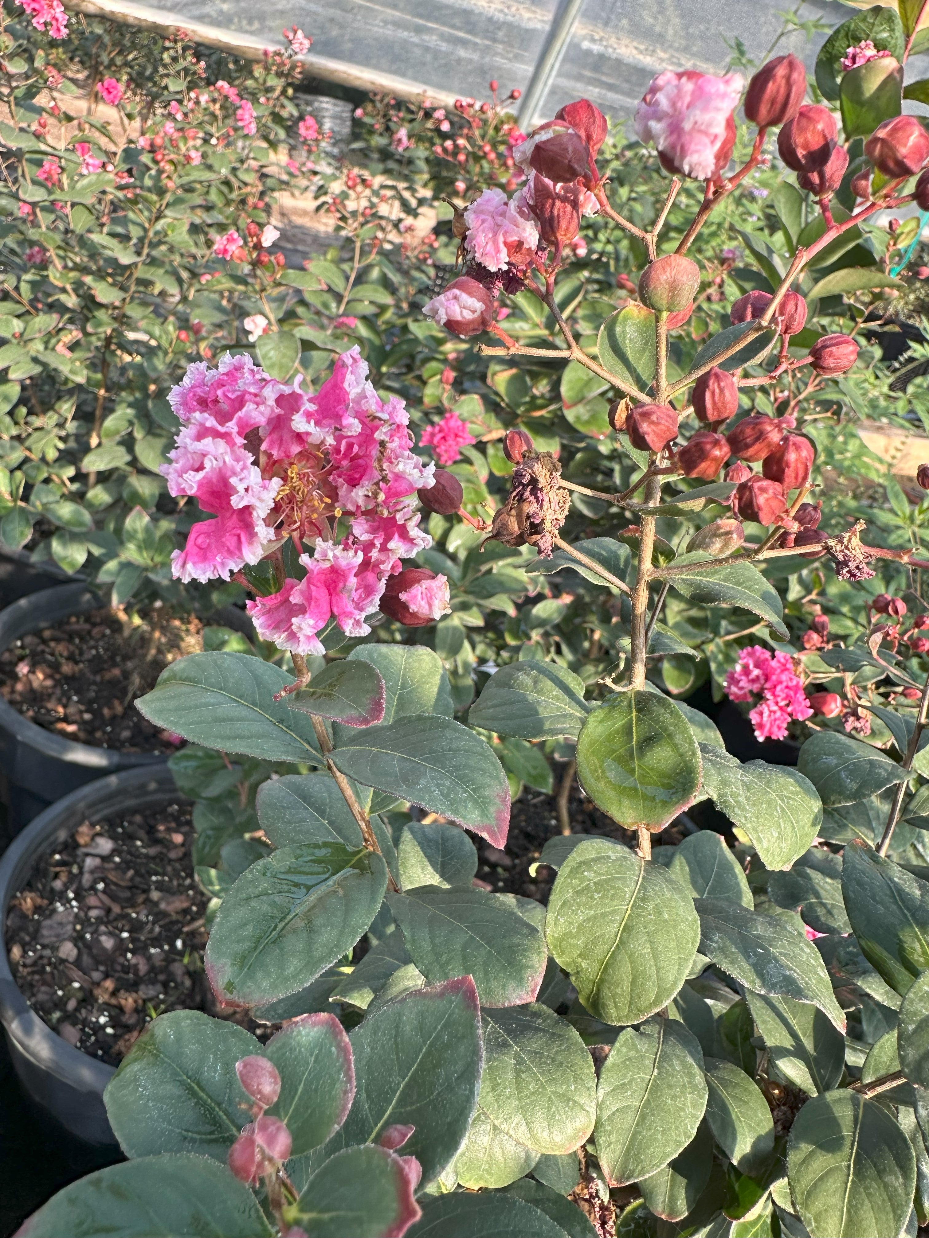 Crapemyrtle, Raspberry Sundae (lagerstroemia indica 'Whit I') | O'Neal ...