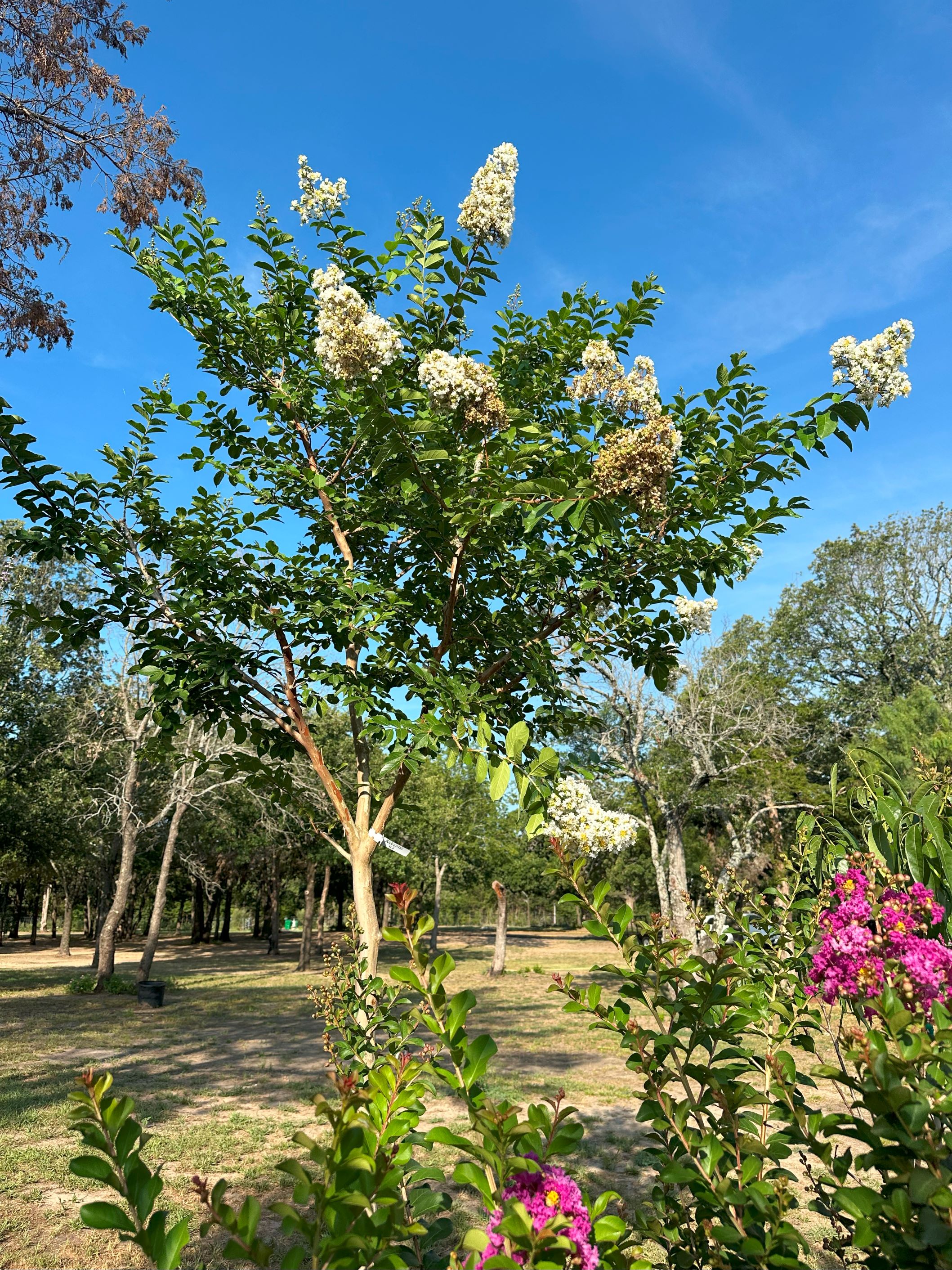Crapemyrtle, Natchez ST (lagerstroemia 'natchez') | O'Neal's Tree Farm