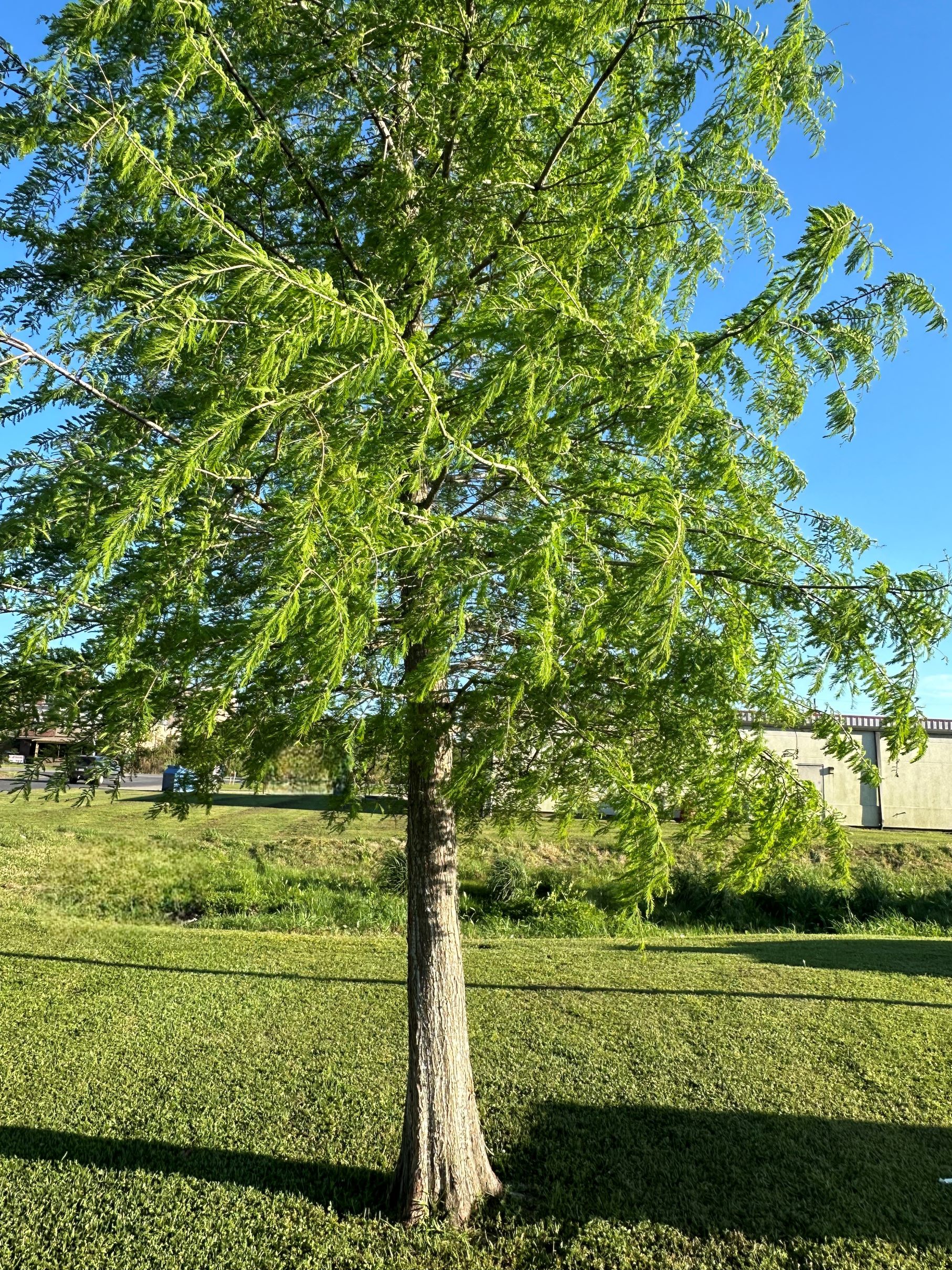 Cypress, Bald (taxodium distichum) | O'Neal's Tree Farm