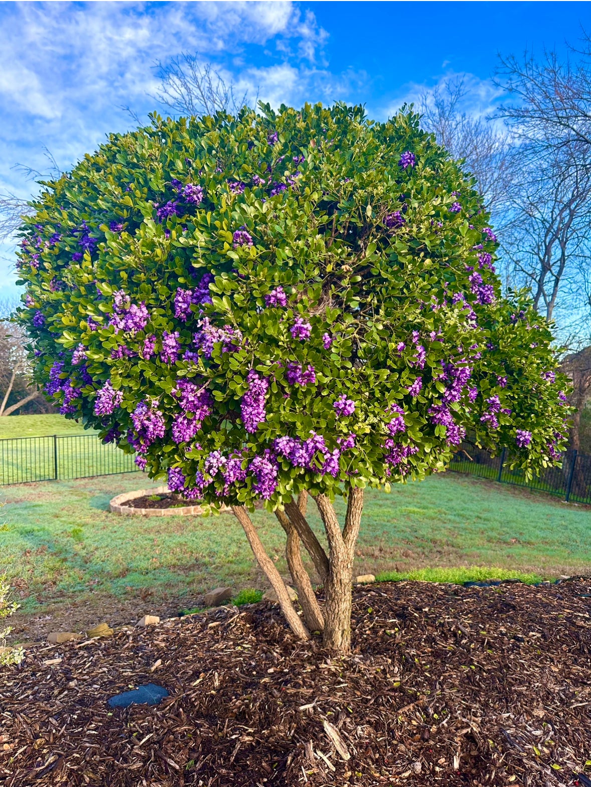 Texas Mountain Laurel (Sophora secundiflora) | O'Neal's Tree Farm